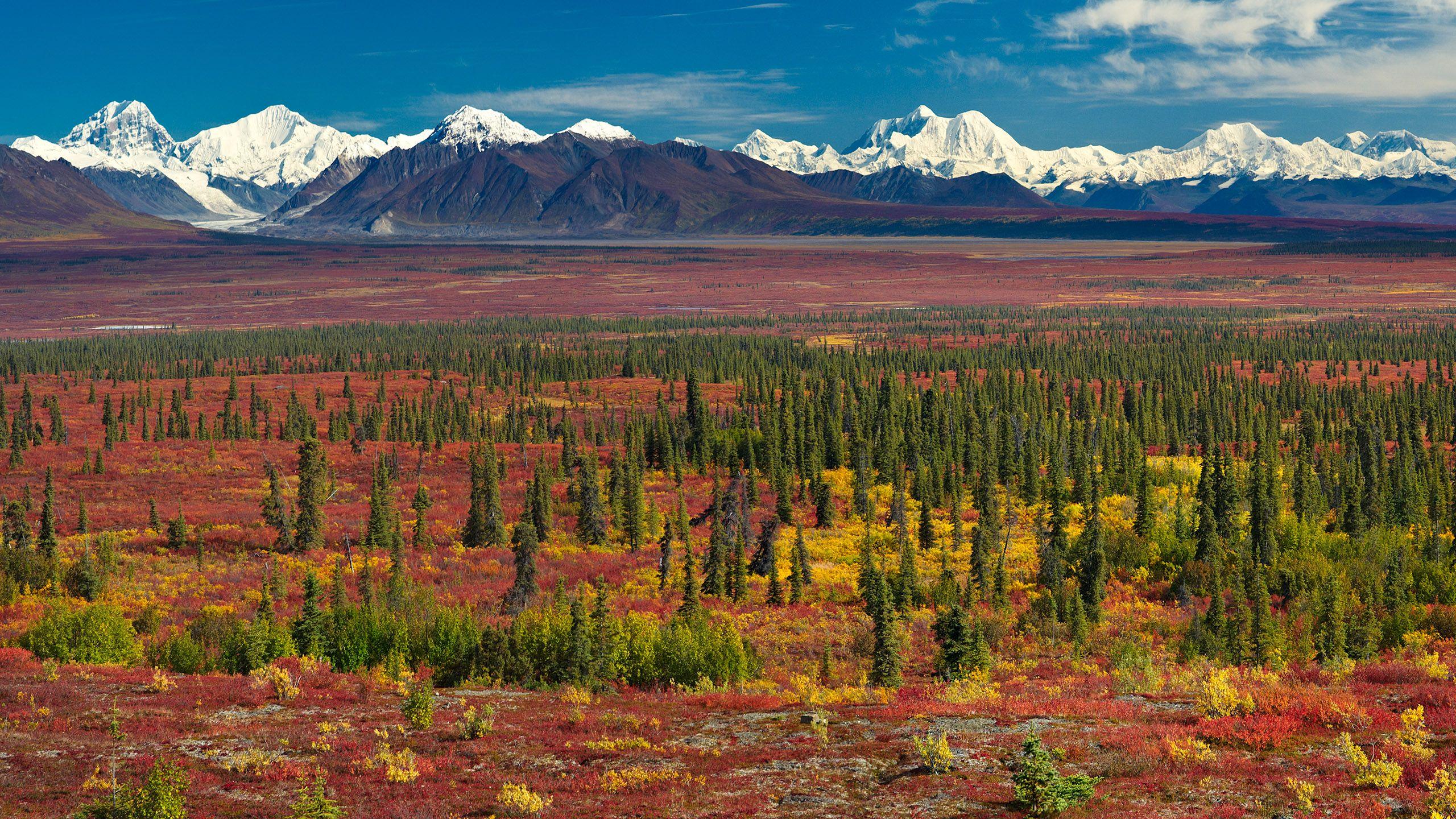 Alaska Forest Wallpapers - Top Free Alaska Forest Backgrounds ...