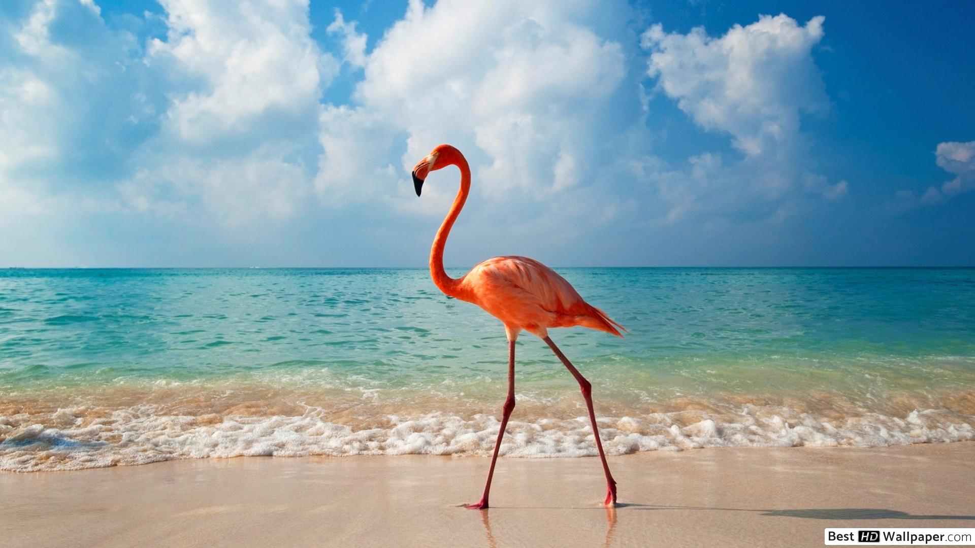 Aruba Desktop Wallpapers - Top Free Aruba Desktop Backgrounds ...