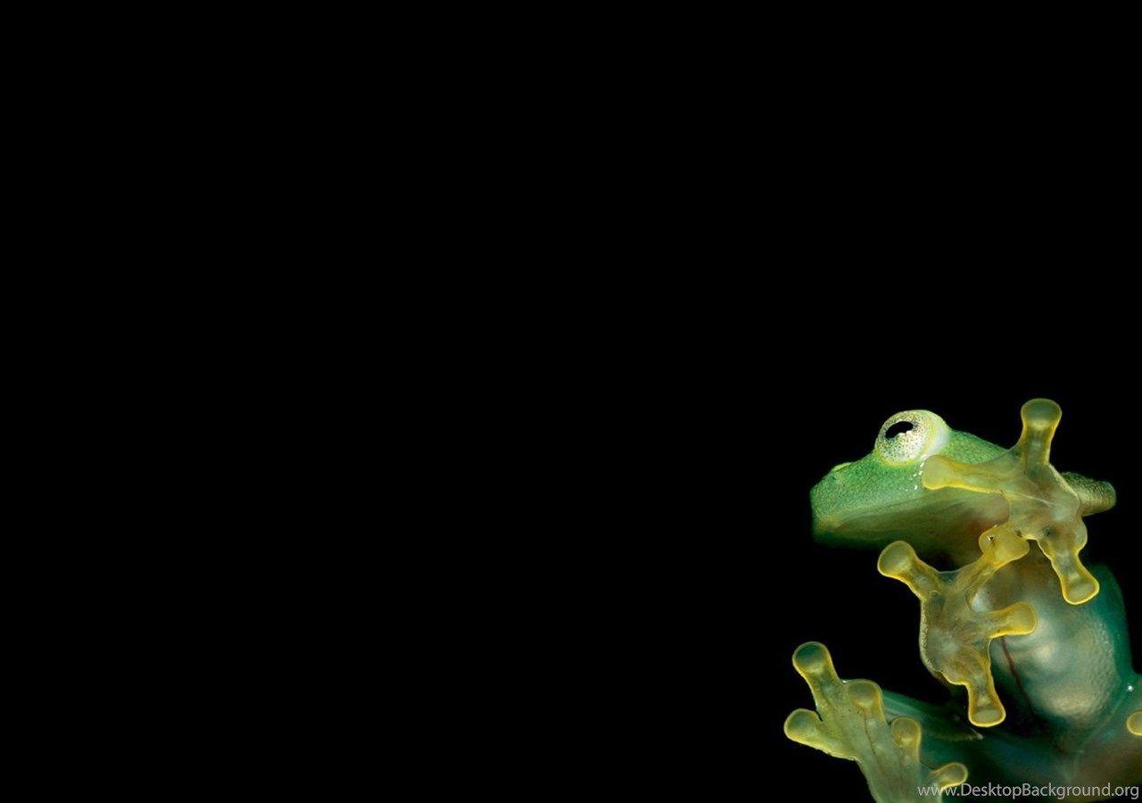 Colorful Frog Wallpapers - Top Free Colorful Frog Backgrounds ...