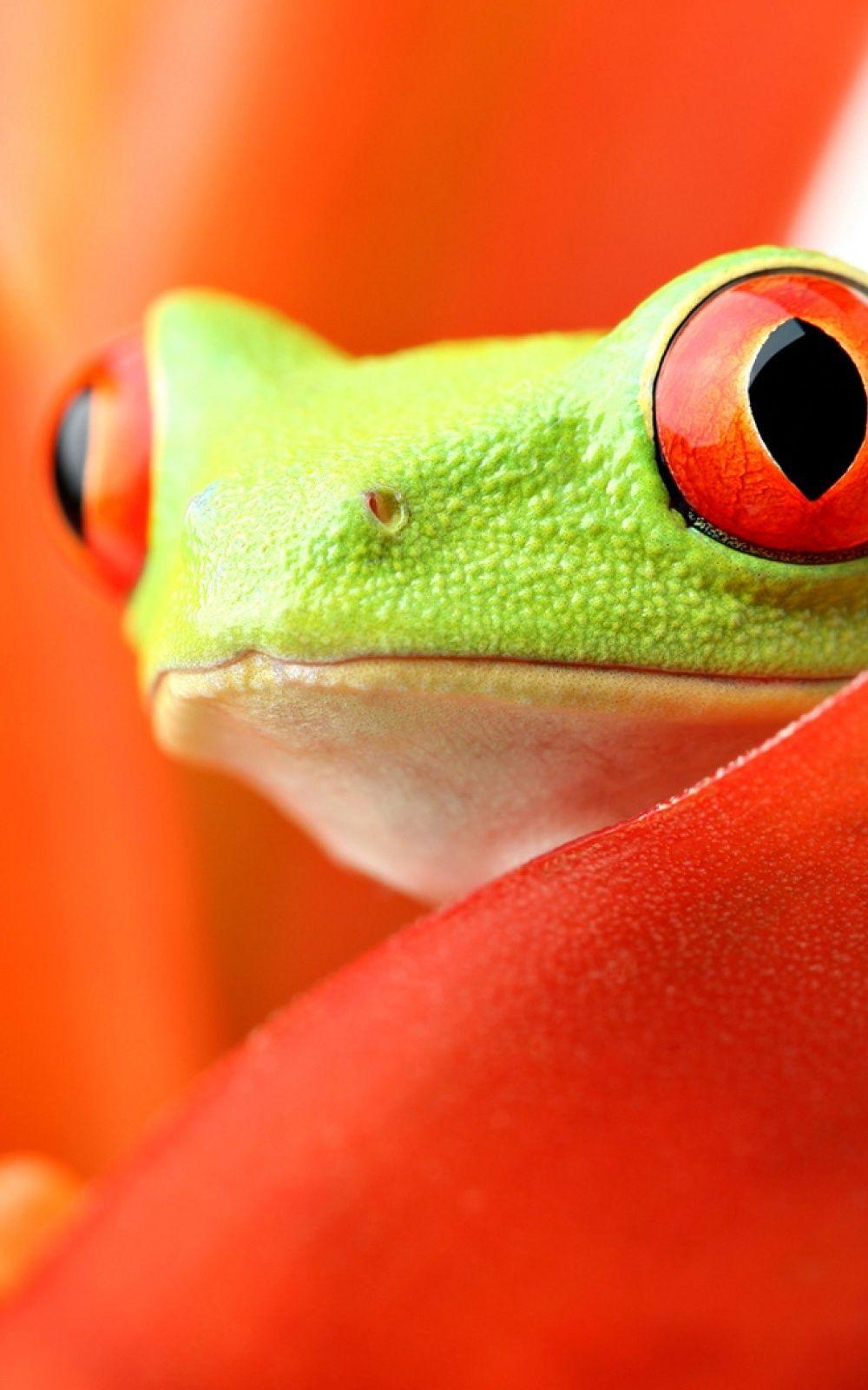Colorful Frog Wallpapers - Top Free Colorful Frog Backgrounds ...