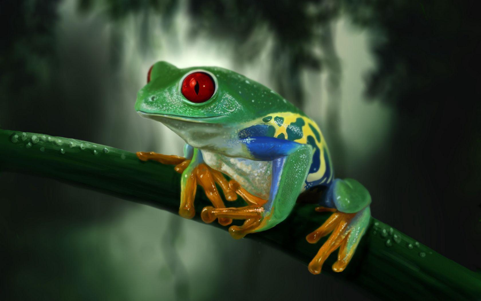 Colorful Frog Wallpapers - Top Free Colorful Frog Backgrounds ...