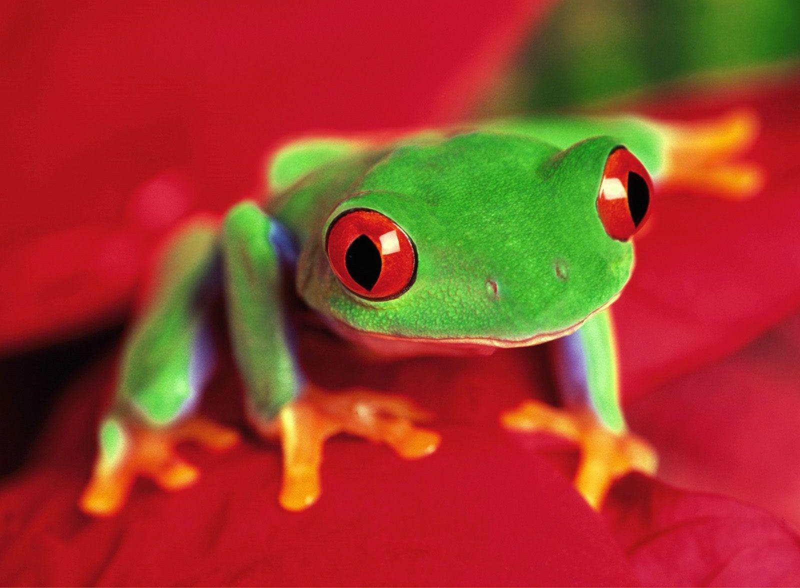 Colorful Frog Wallpapers - Top Free Colorful Frog Backgrounds ...