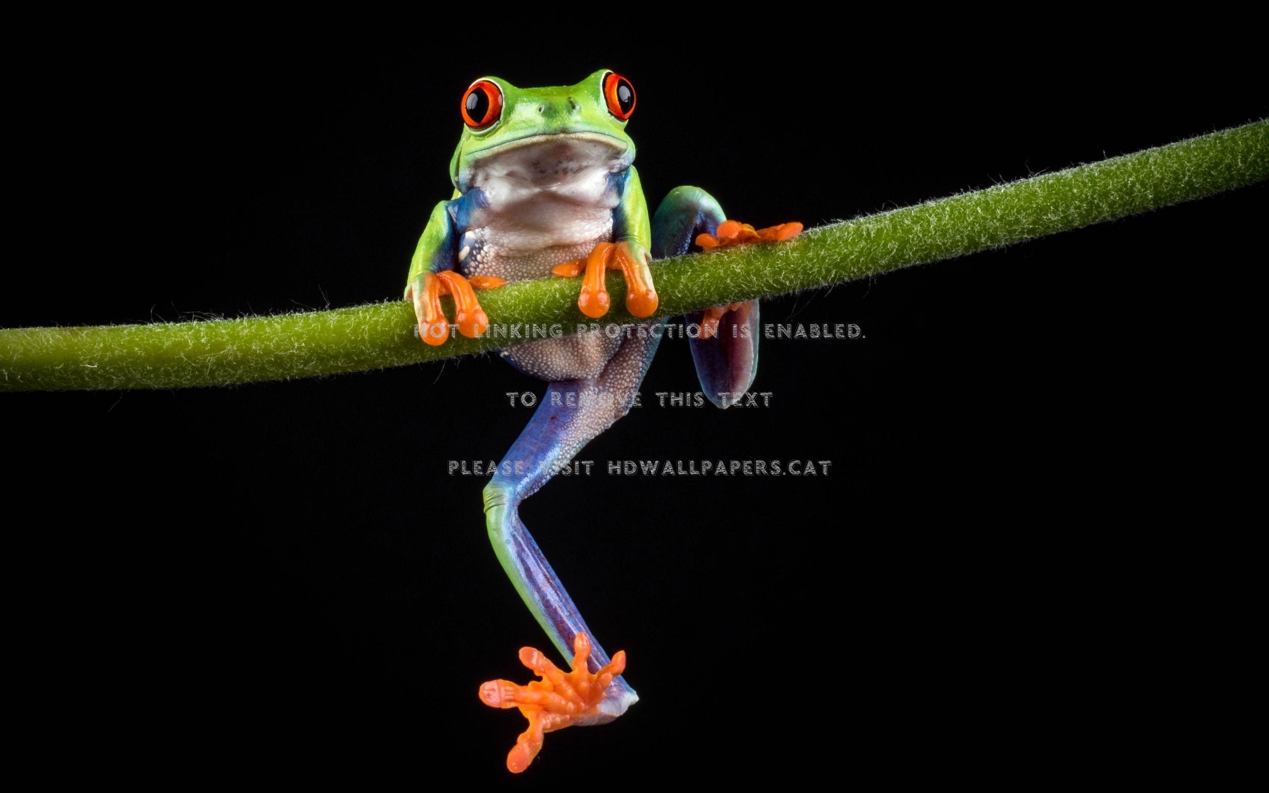 Colorful Frog Wallpapers - Top Free Colorful Frog Backgrounds ...