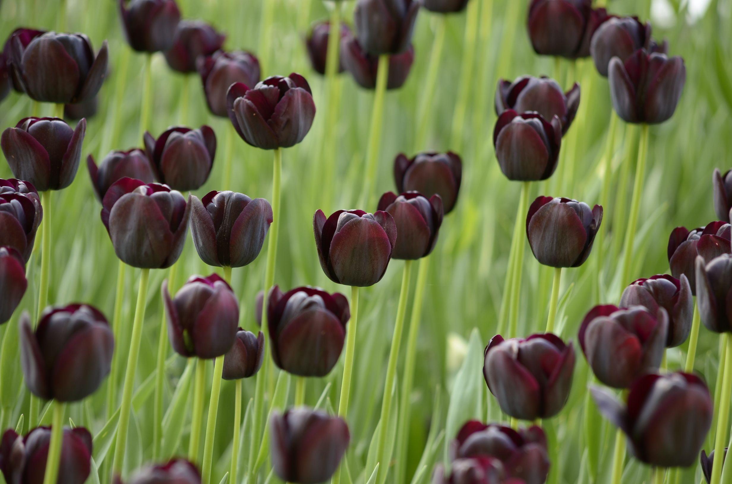Dark Tulip Desktop Wallpapers - Top Free Dark Tulip Desktop Backgrounds ...