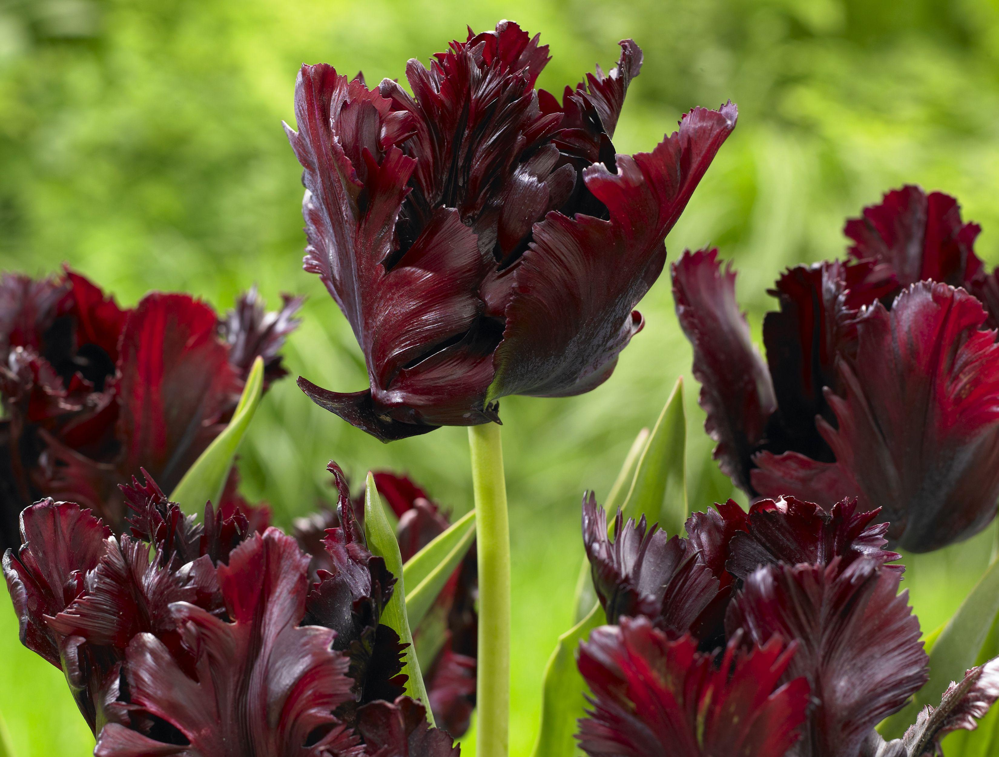 Dark Tulip Desktop Wallpapers - Top Free Dark Tulip Desktop Backgrounds ...