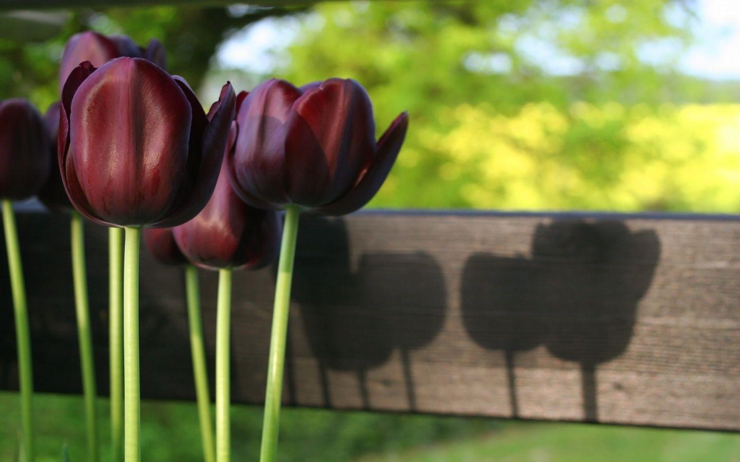 Dark Tulip Desktop Wallpapers - Top Free Dark Tulip Desktop Backgrounds ...