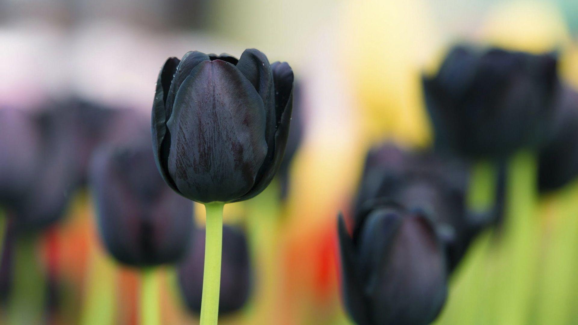 Dark Tulip Desktop Wallpapers - Top Free Dark Tulip Desktop Backgrounds ...