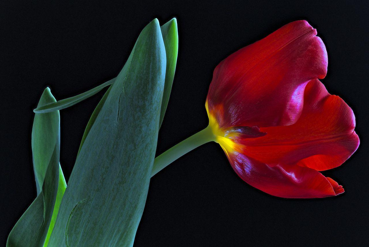 Dark Tulip Desktop Wallpapers - Top Free Dark Tulip Desktop Backgrounds ...