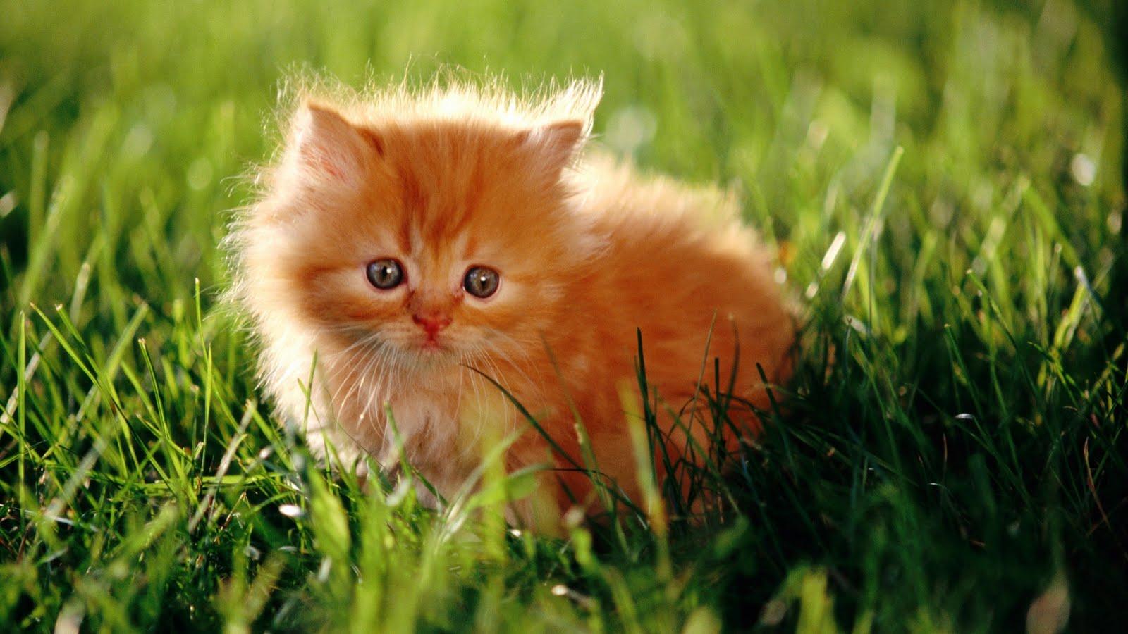 Beautiful Cat HD Wallpapers - Top Free Beautiful Cat HD Backgrounds ...