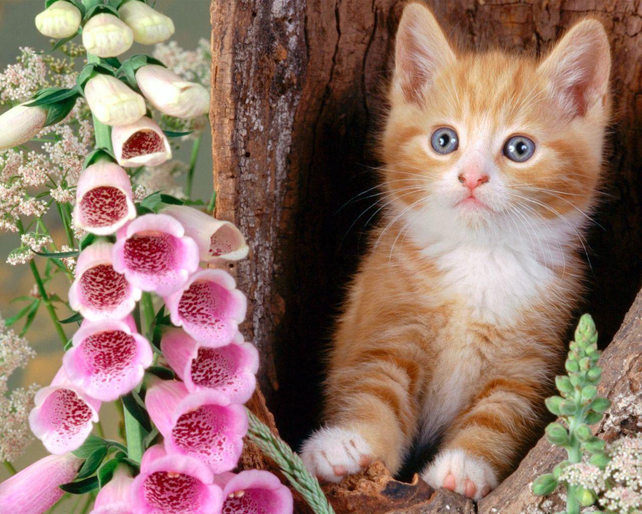 Beautiful Cat HD Wallpapers - Top Free Beautiful Cat HD Backgrounds ...