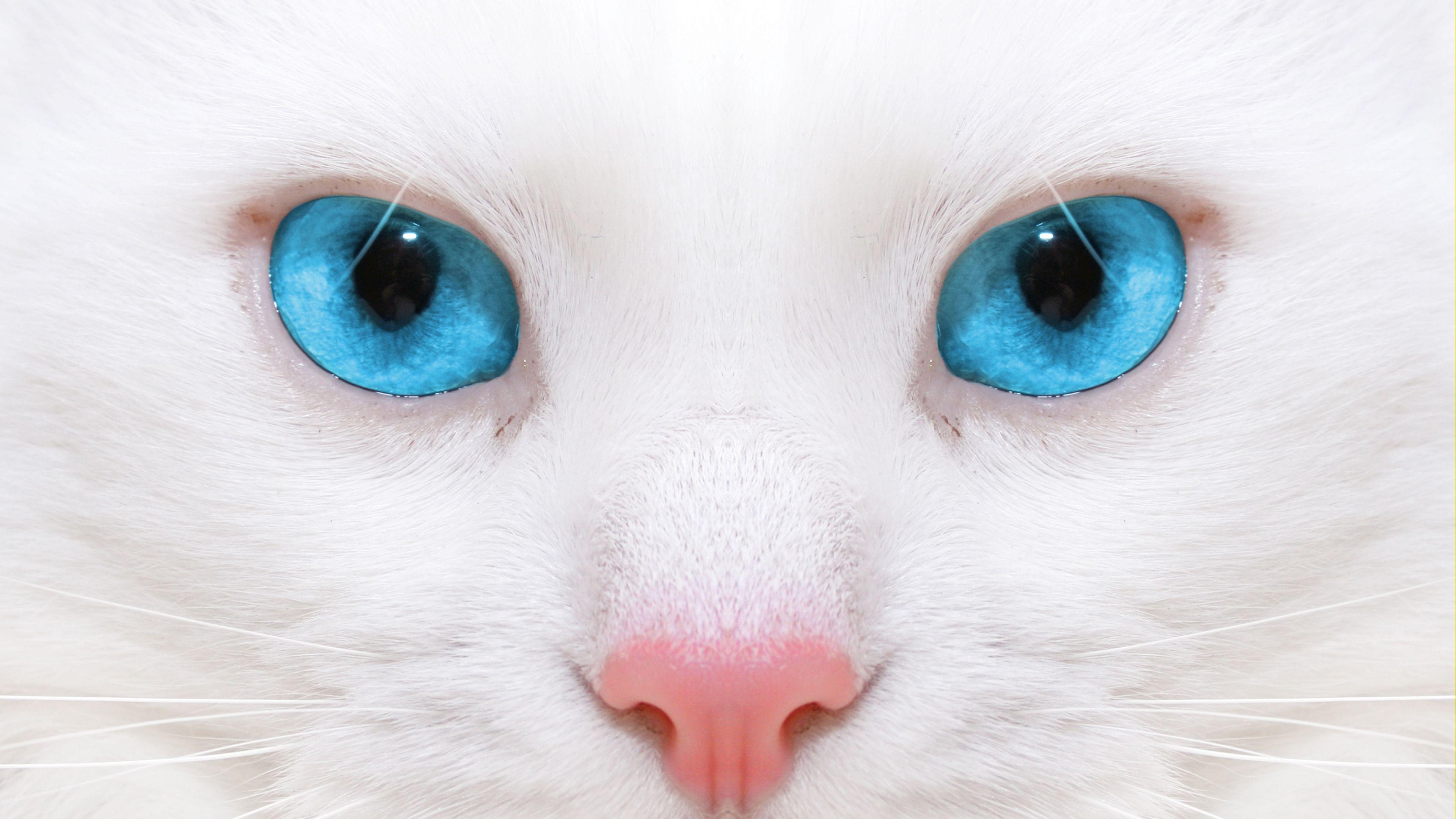 White Cat HD Wallpapers - Top Free White Cat HD Backgrounds ...