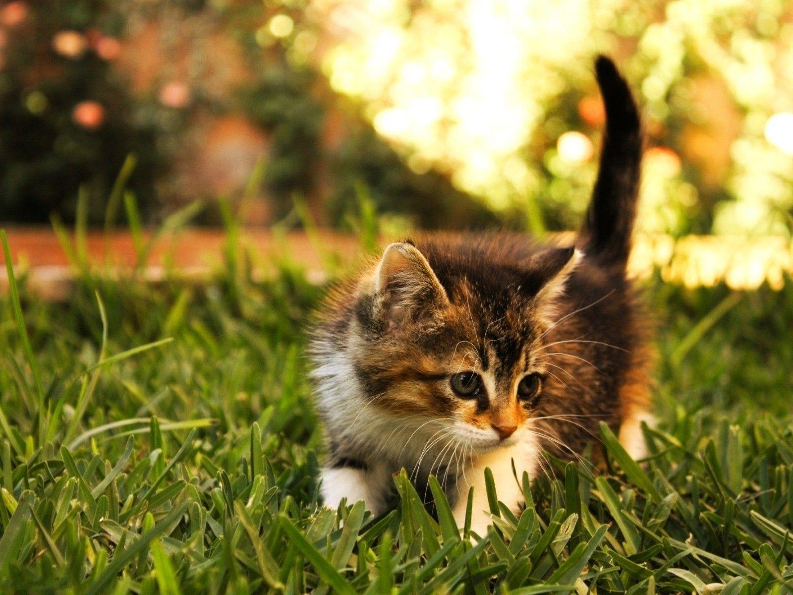 Beautiful Cat HD Wallpapers - Top Free Beautiful Cat HD Backgrounds ...