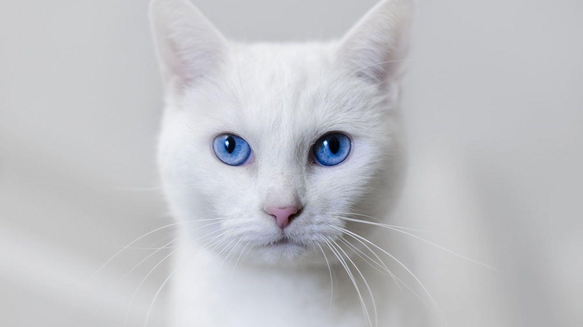 White Cat HD Wallpapers - Top Free White Cat HD Backgrounds ...