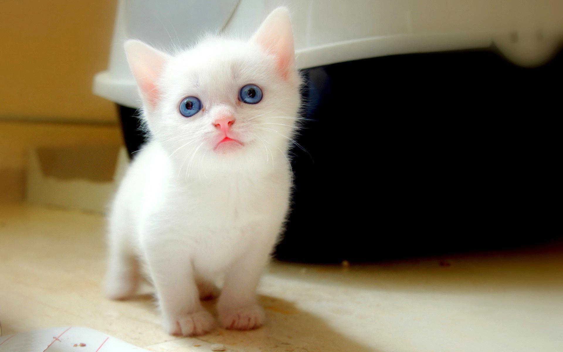 White Cat HD Wallpapers - Top Free White Cat HD Backgrounds ...