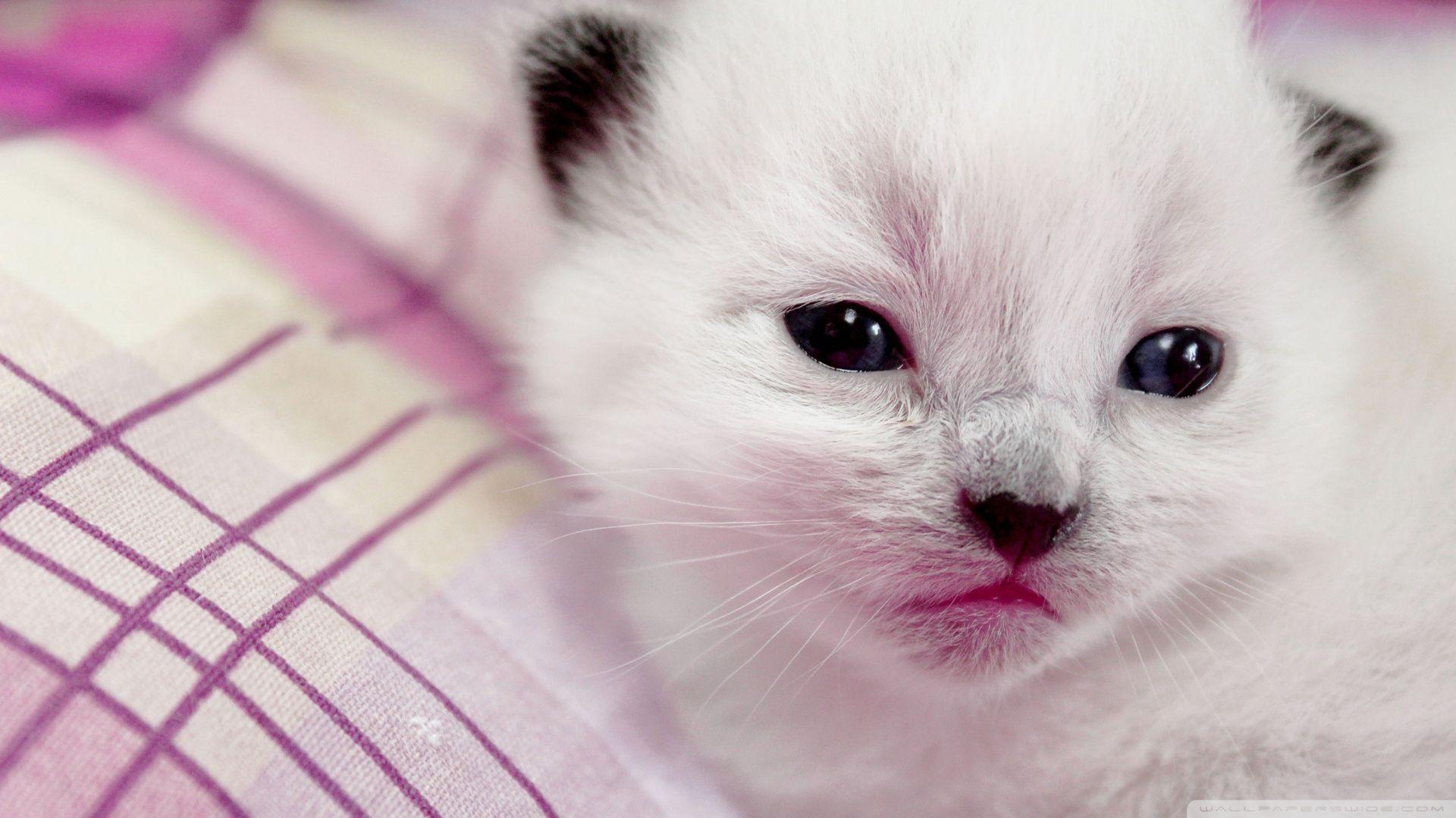 Beautiful Cat HD Wallpapers - Top Free Beautiful Cat HD Backgrounds ...