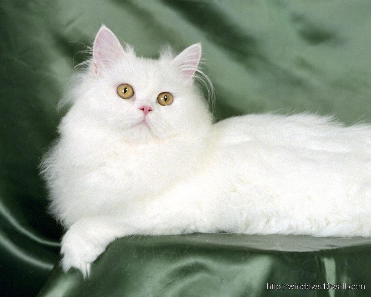 White Cat HD Wallpapers - Top Free White Cat HD Backgrounds ...