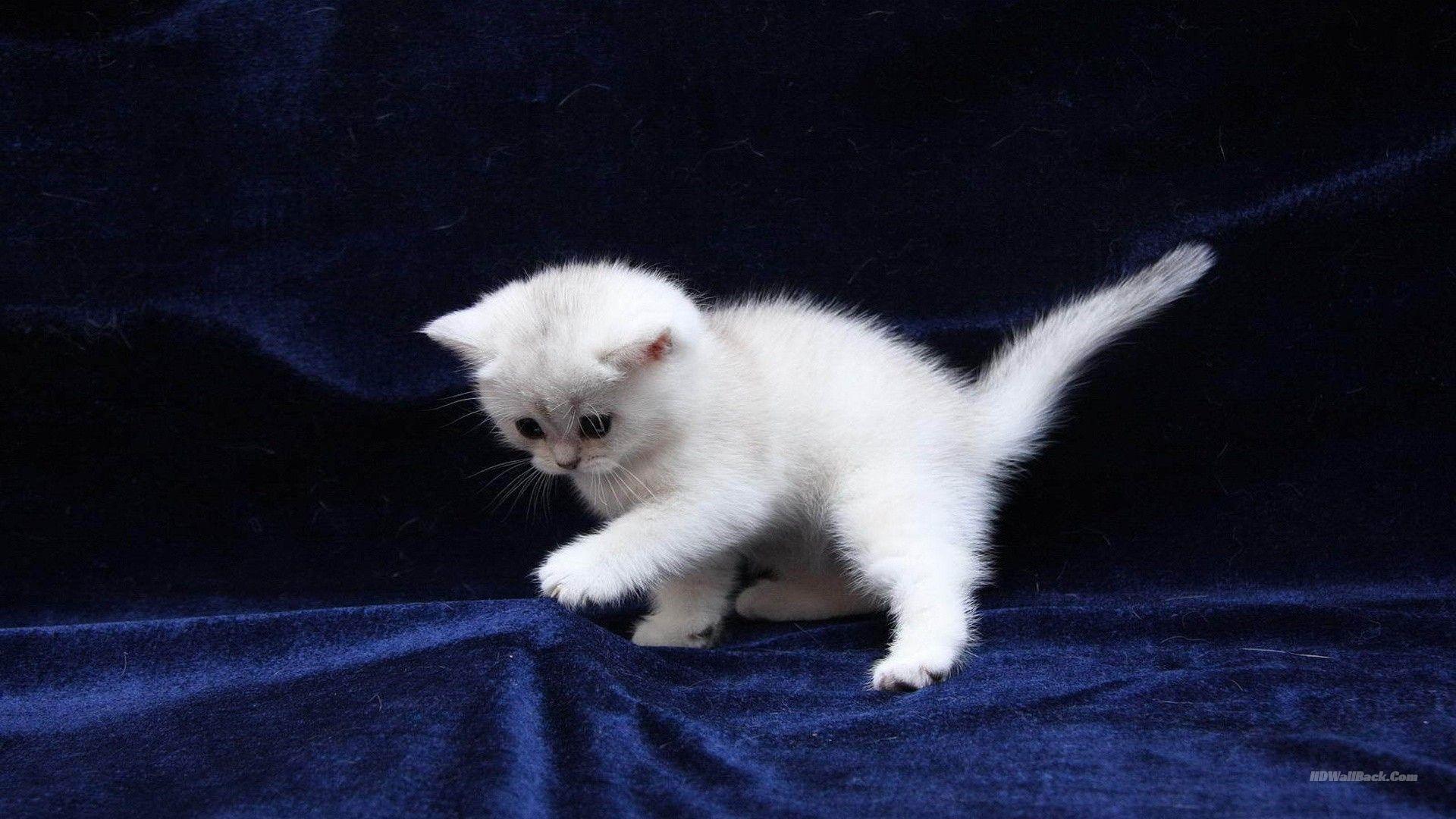 Beautiful Cat HD Wallpapers - Top Free Beautiful Cat HD Backgrounds ...