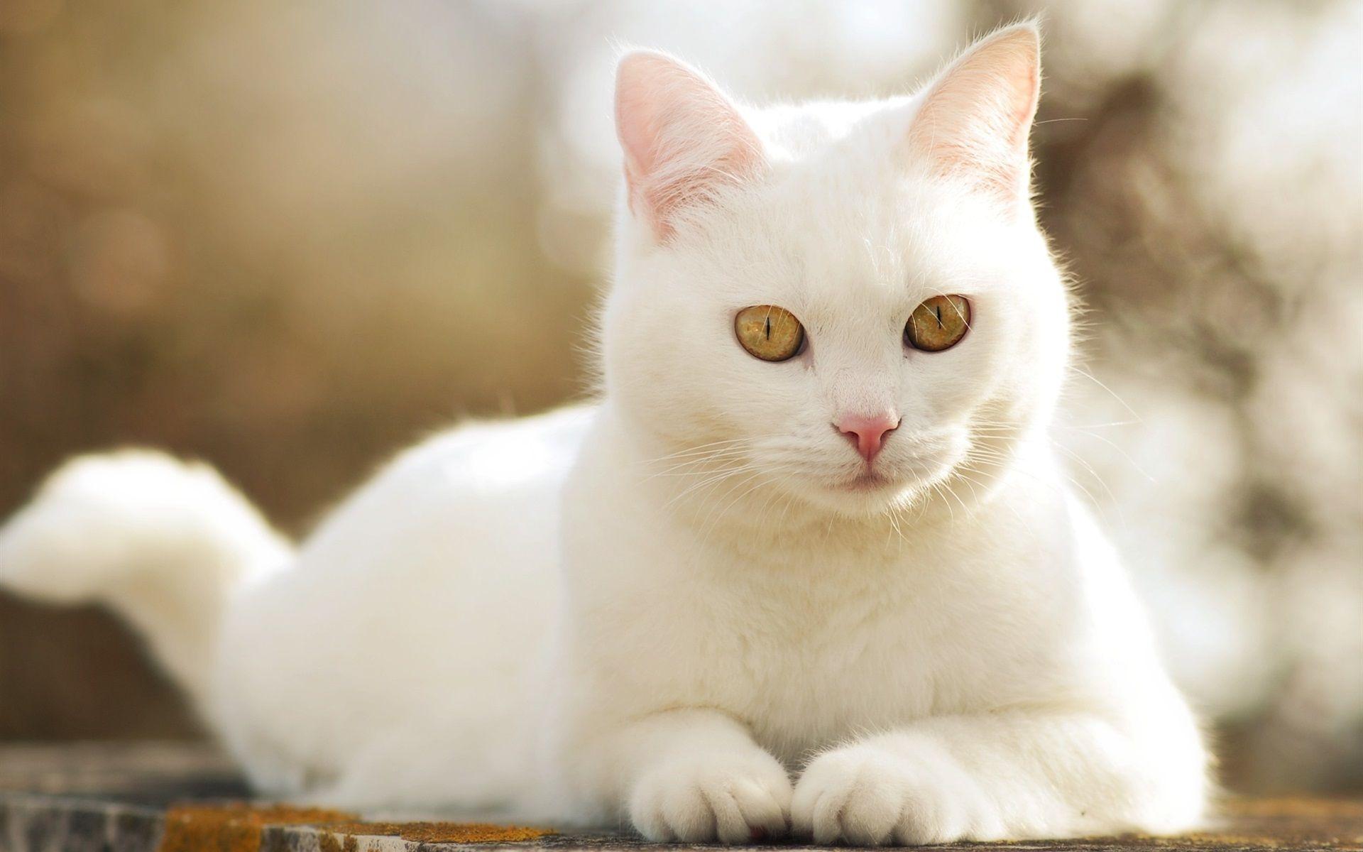 White Cat HD Wallpapers - Top Free White Cat HD Backgrounds ...