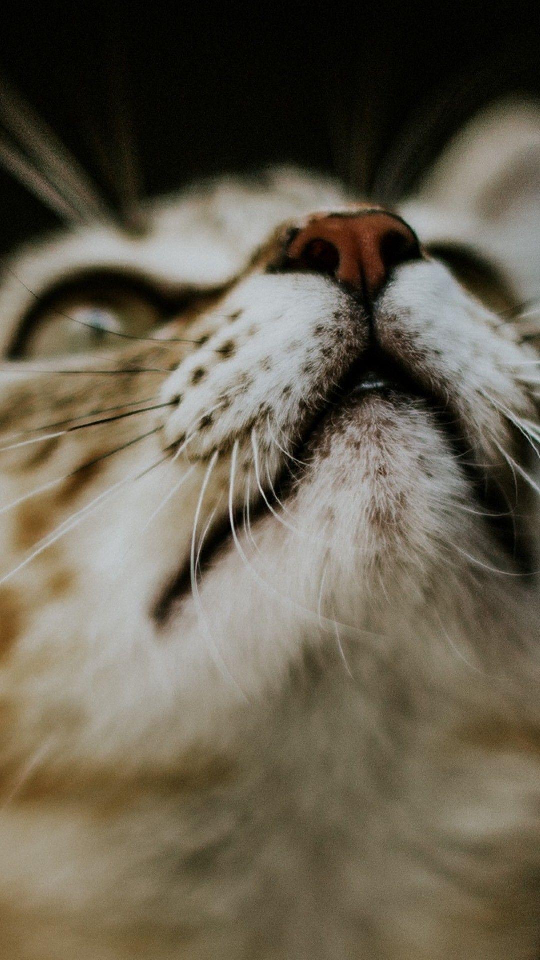 Beautiful Cat HD Wallpapers - Top Free Beautiful Cat HD Backgrounds ...