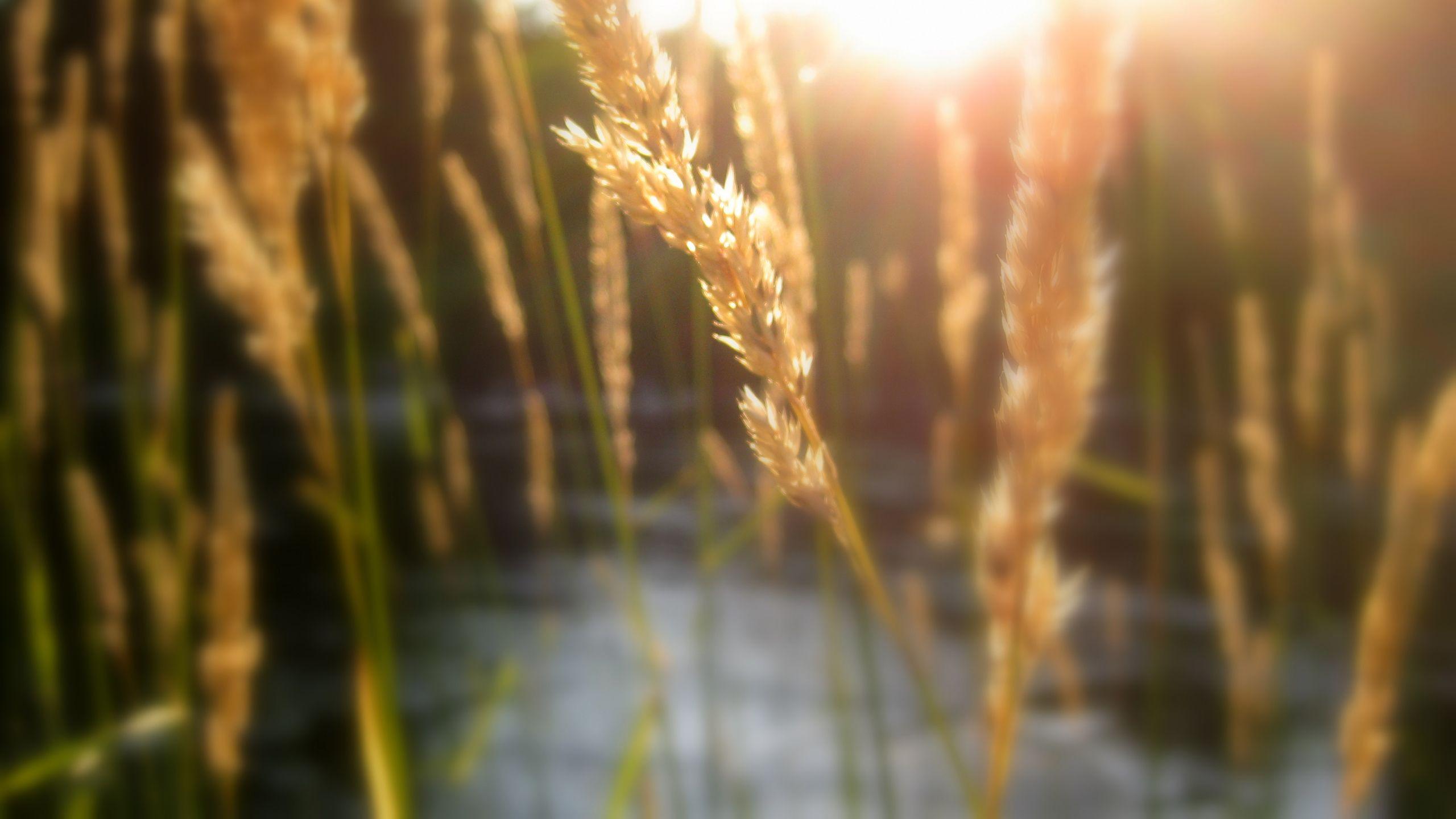 Soft Desktop Wallpapers - Top Free Soft Desktop Backgrounds ...