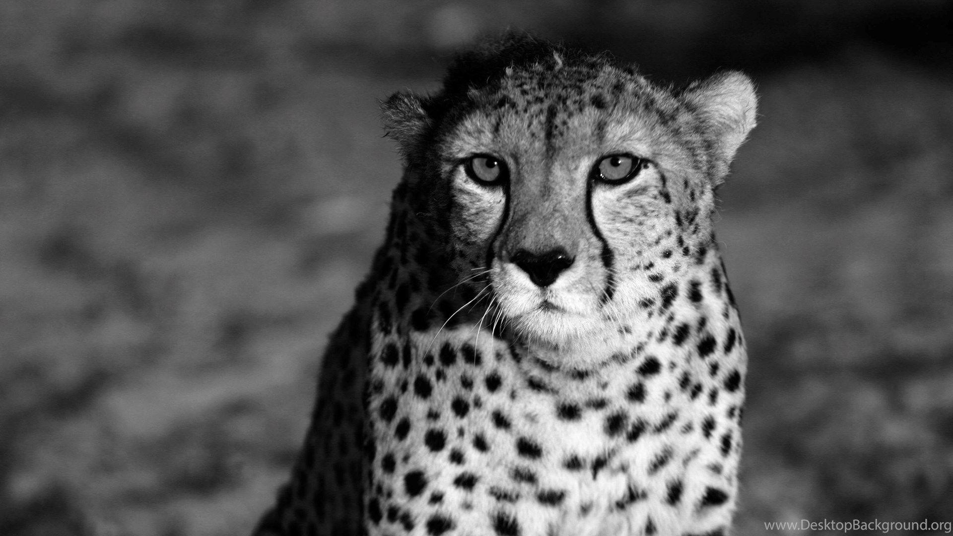 White Cheetah Wallpapers - Top Free White Cheetah Backgrounds ...