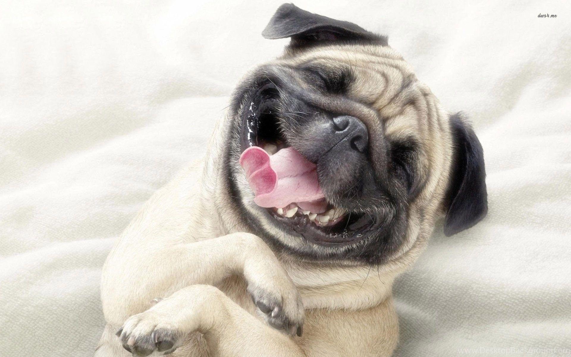 Pug Puppies Wallpapers - Top Free Pug Puppies Backgrounds - WallpaperAccess