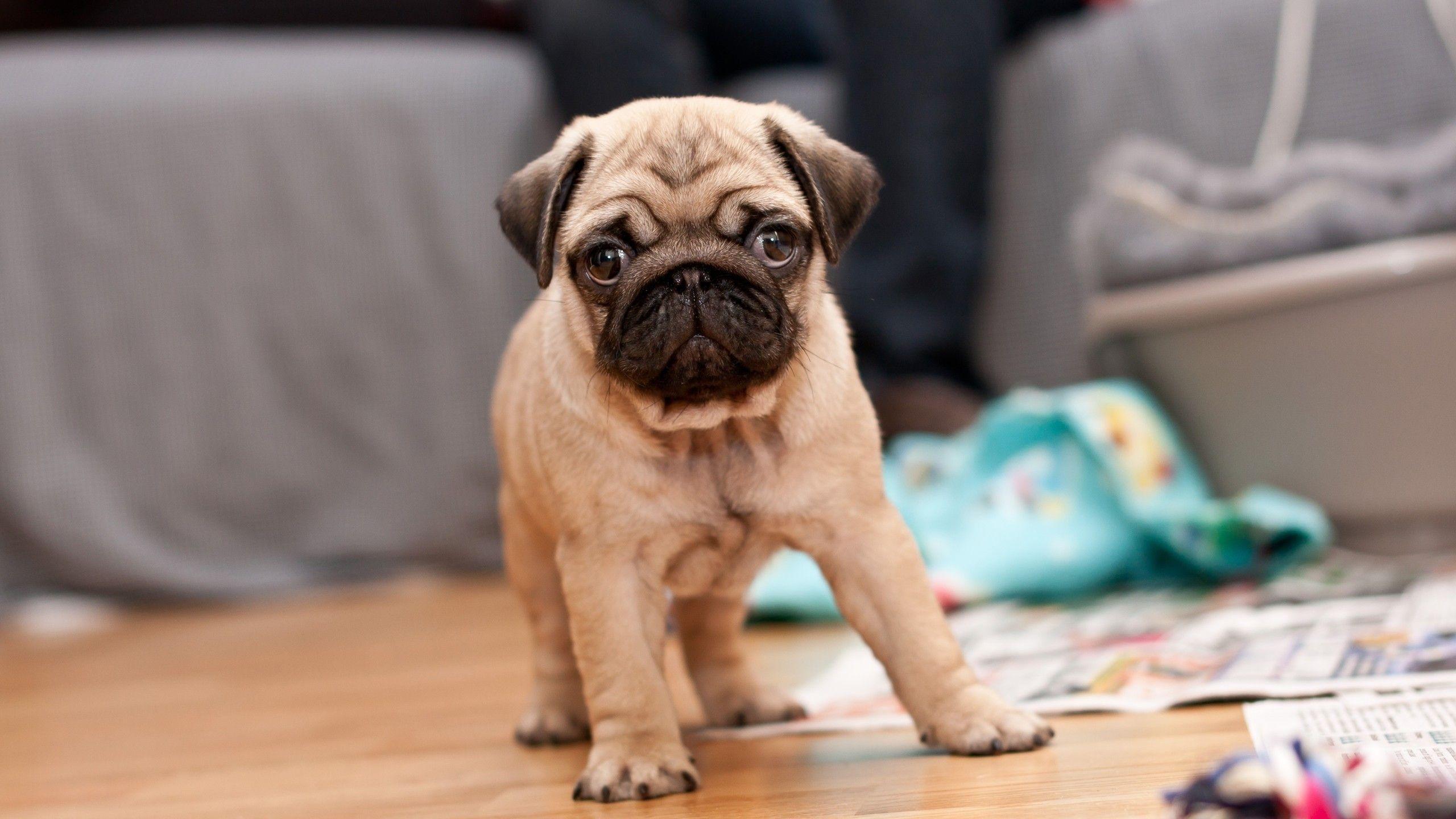 Black Pug Puppies Wallpaper