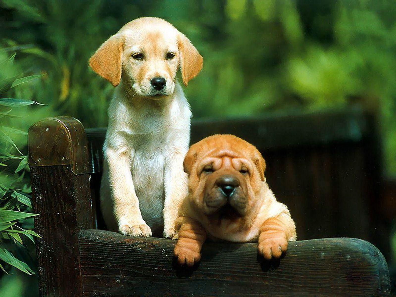 Cute Baby Dogs Wallpapers - Top Free Cute Baby Dogs Backgrounds - WallpaperAccess