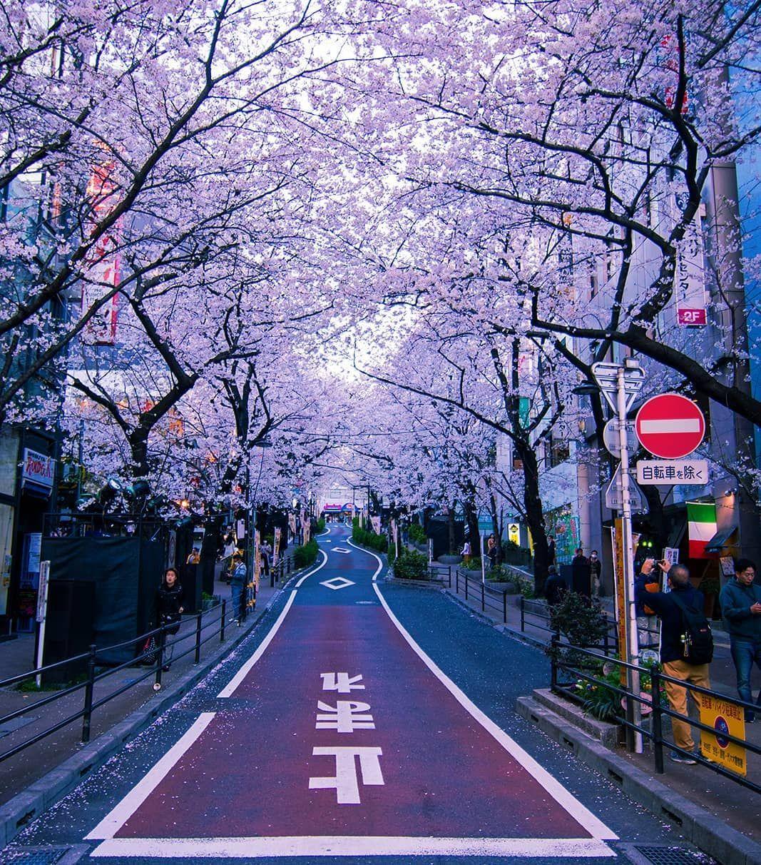 Tokyo Sakura Wallpapers - Top Free Tokyo Sakura Backgrounds ...