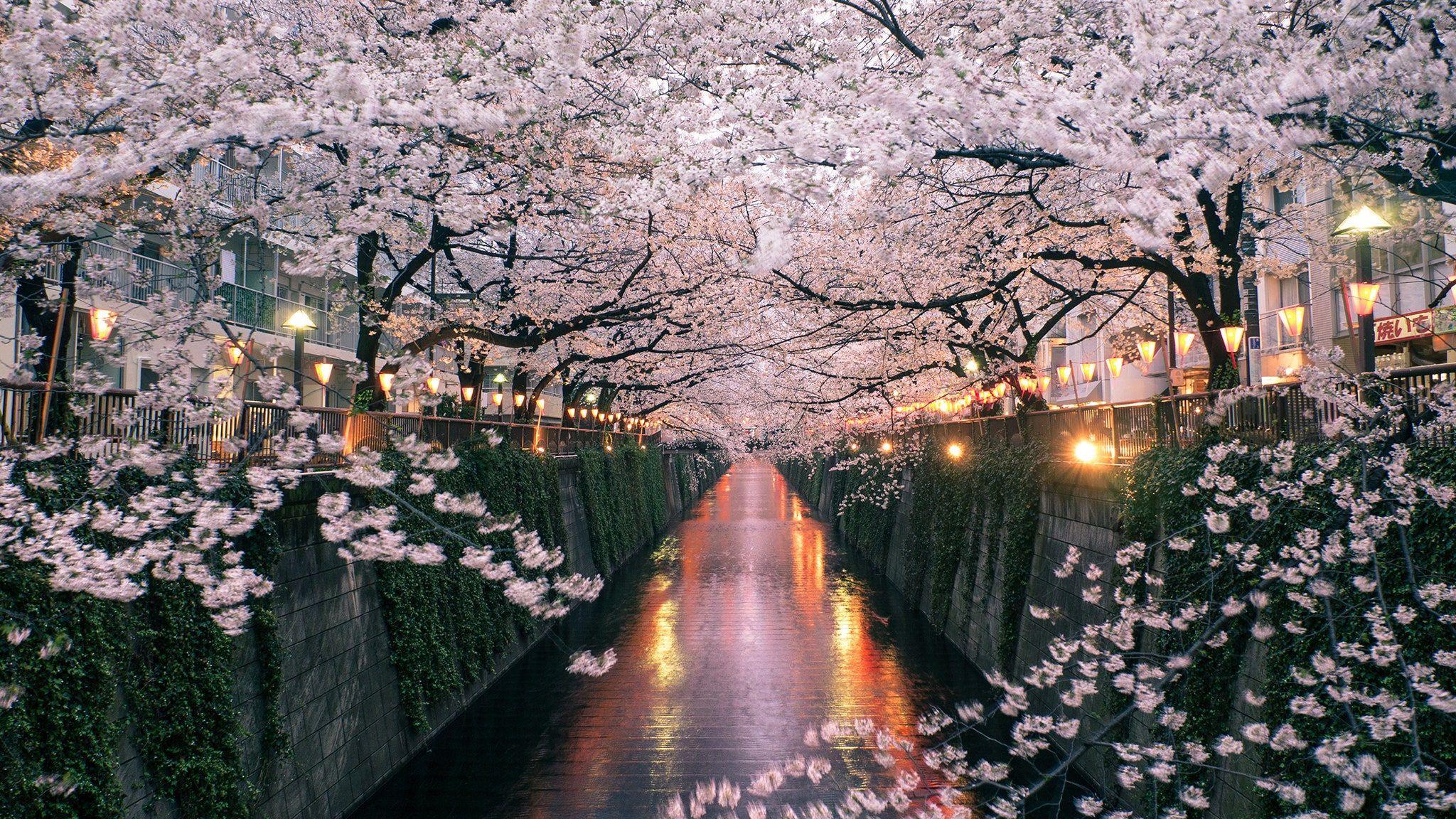 Tokyo Sakura Wallpapers - Top Free Tokyo Sakura Backgrounds ...