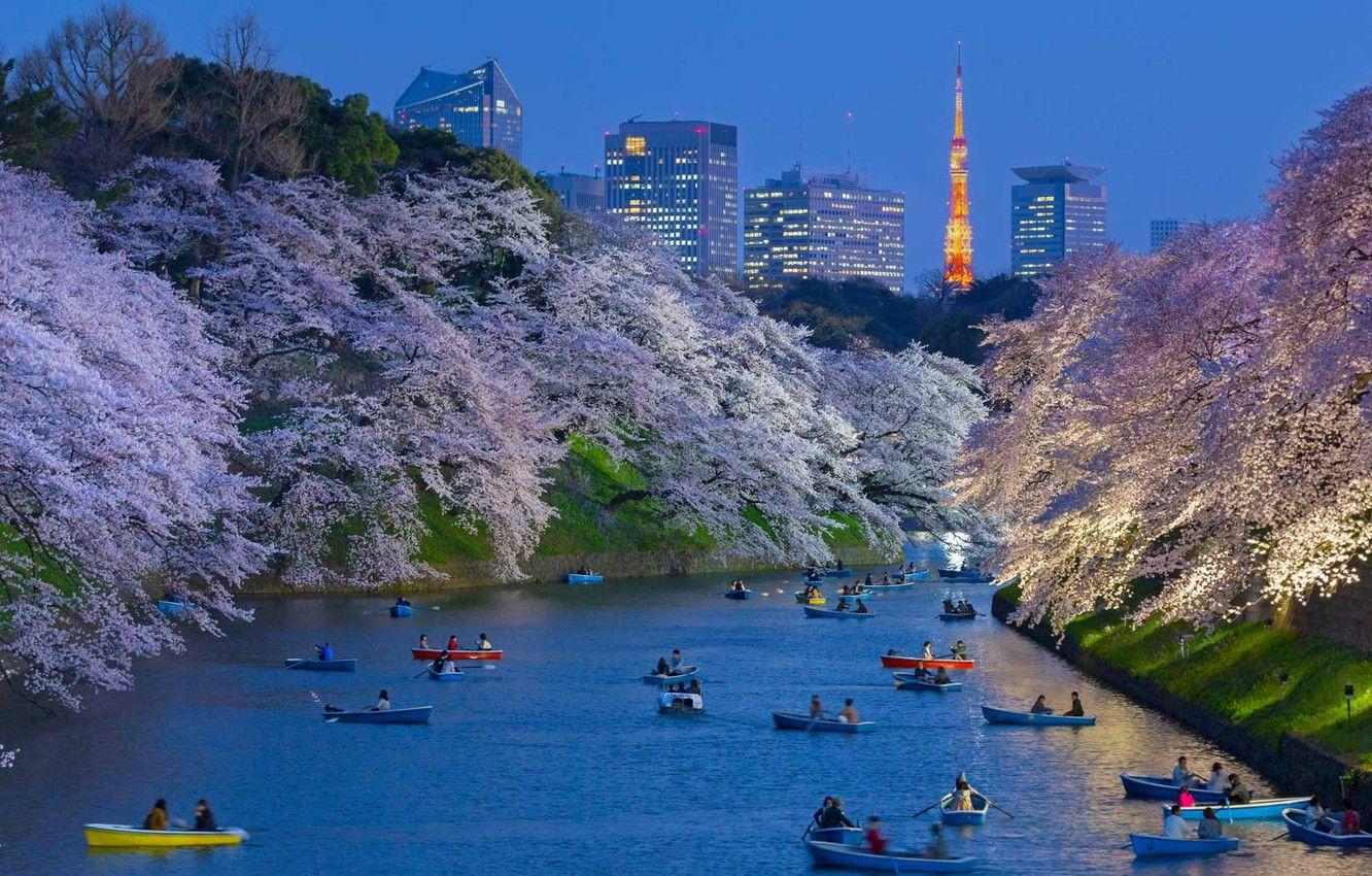 Tokyo Sakura Wallpapers - Top Free Tokyo Sakura Backgrounds ...