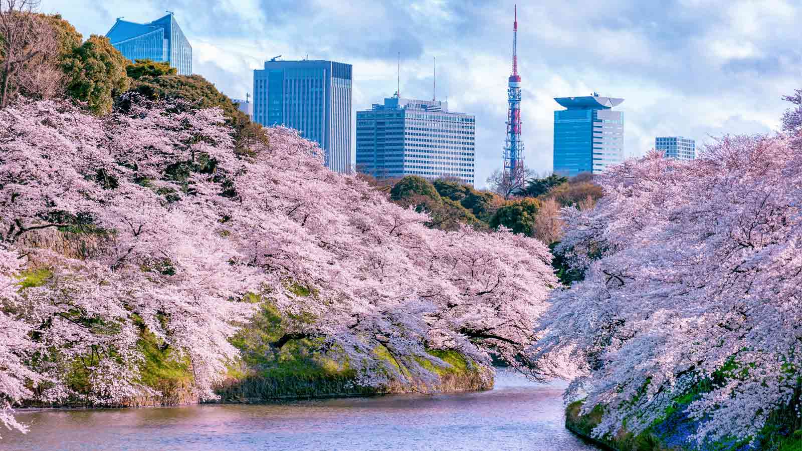 Tokyo Sakura Wallpapers - Top Free Tokyo Sakura Backgrounds - WallpaperAccess
