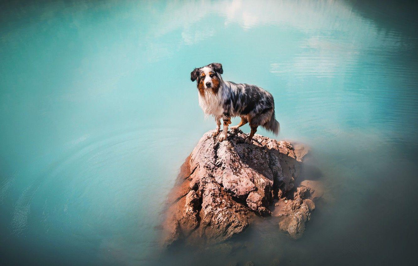 Rock Dog Wallpapers - Top Free Rock Dog Backgrounds - WallpaperAccess