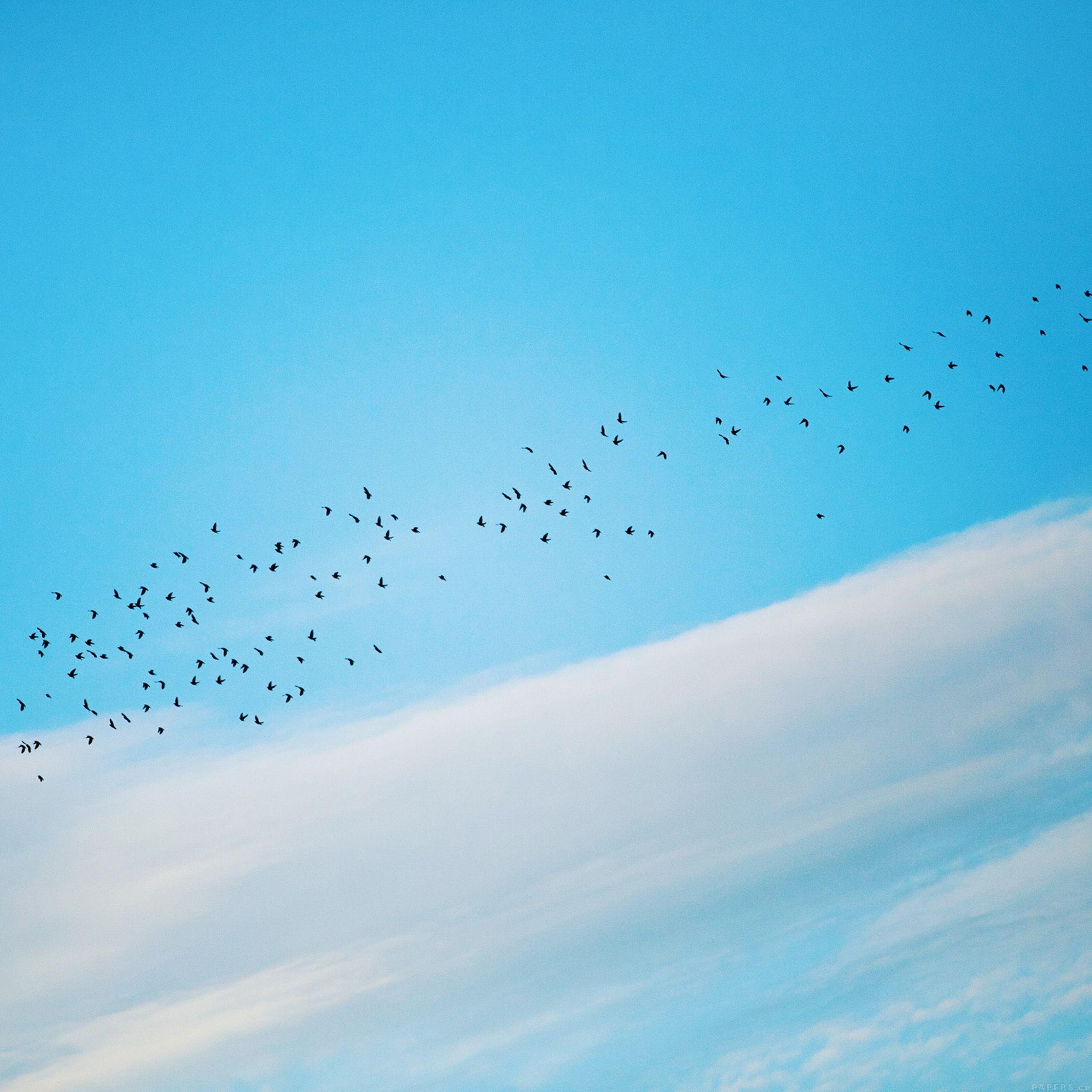 Birds Flying Sky Wallpapers - Top Free Birds Flying Sky Backgrounds ...
