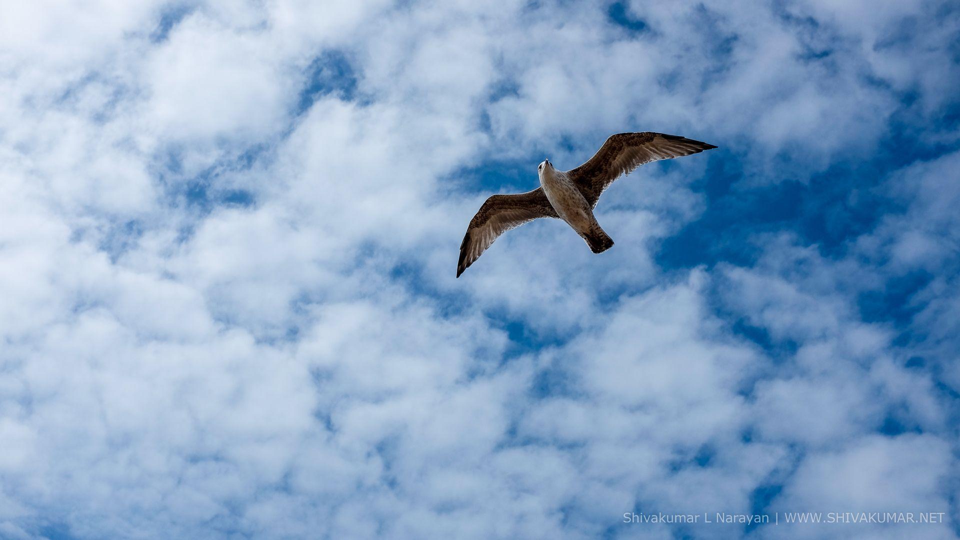 Birds In Sky Wallpapers - Top Free Birds In Sky Backgrounds ...