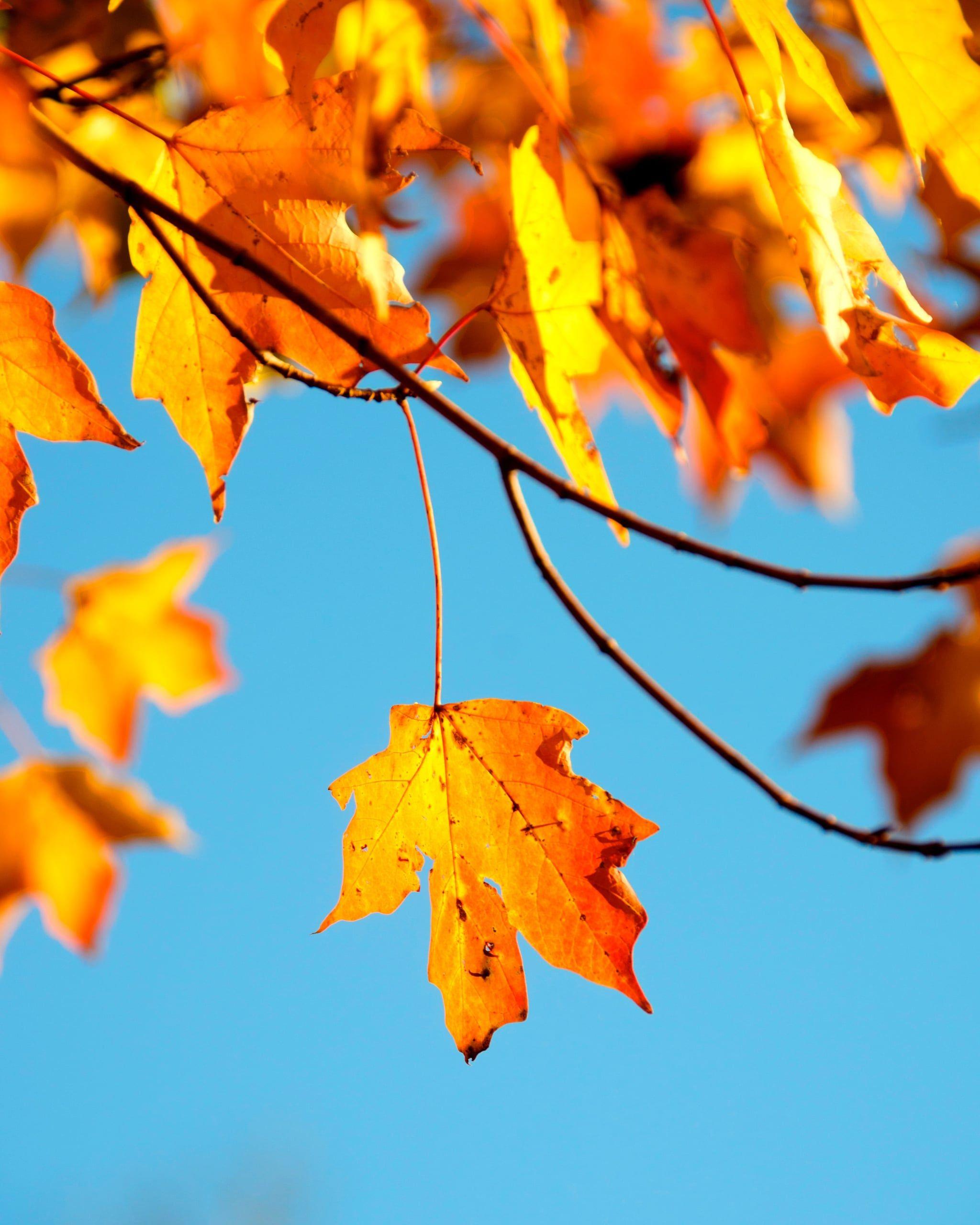 Autumn Leaves Phone Wallpapers - Top Free Autumn Leaves Phone ...