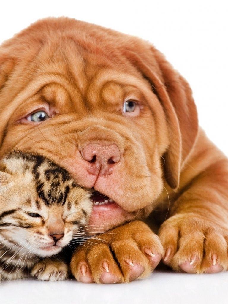 Cute Dogs and Cats Wallpapers - Top Free Cute Dogs and Cats Backgrounds ...