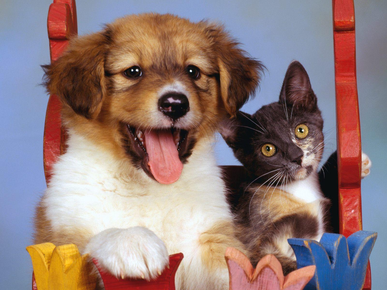 Cute Dogs and Cats Wallpapers - Top Free Cute Dogs and Cats Backgrounds ...