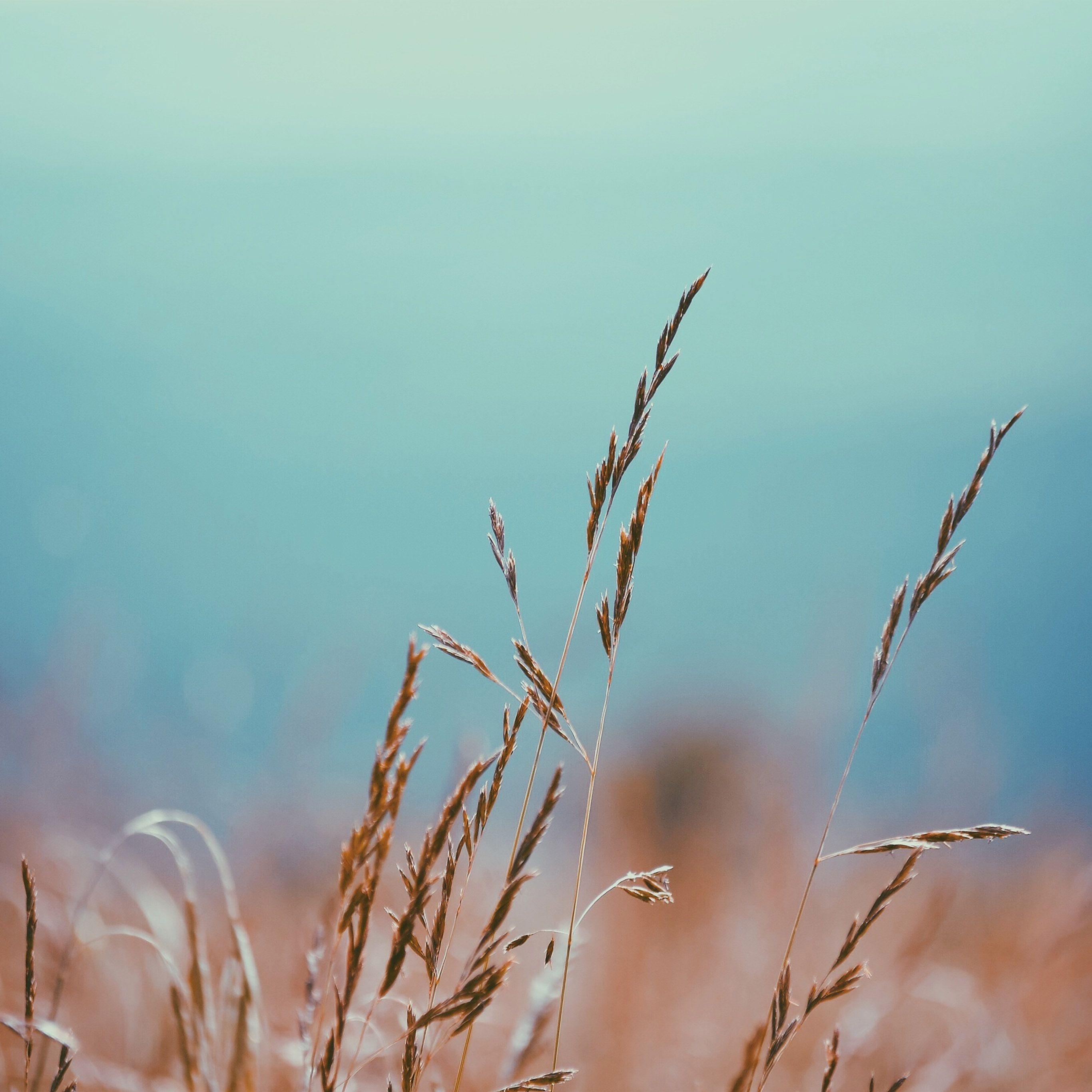 Autumn Minimal Wallpapers - Top Free Autumn Minimal Backgrounds ...