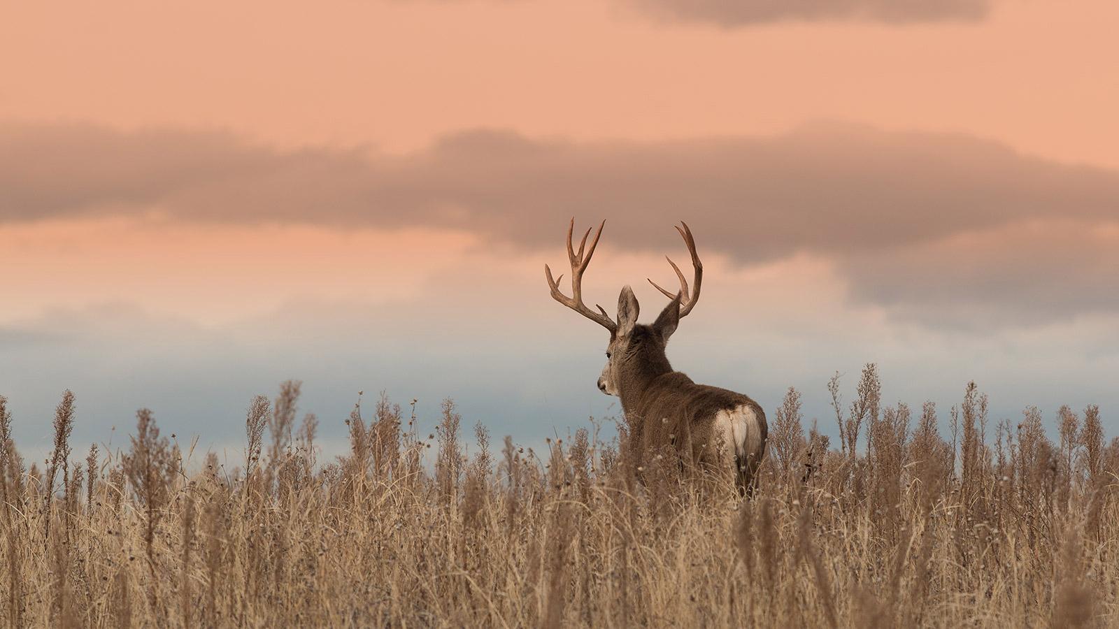 Mule Deer Wallpapers - Top Free Mule Deer Backgrounds - WallpaperAccess