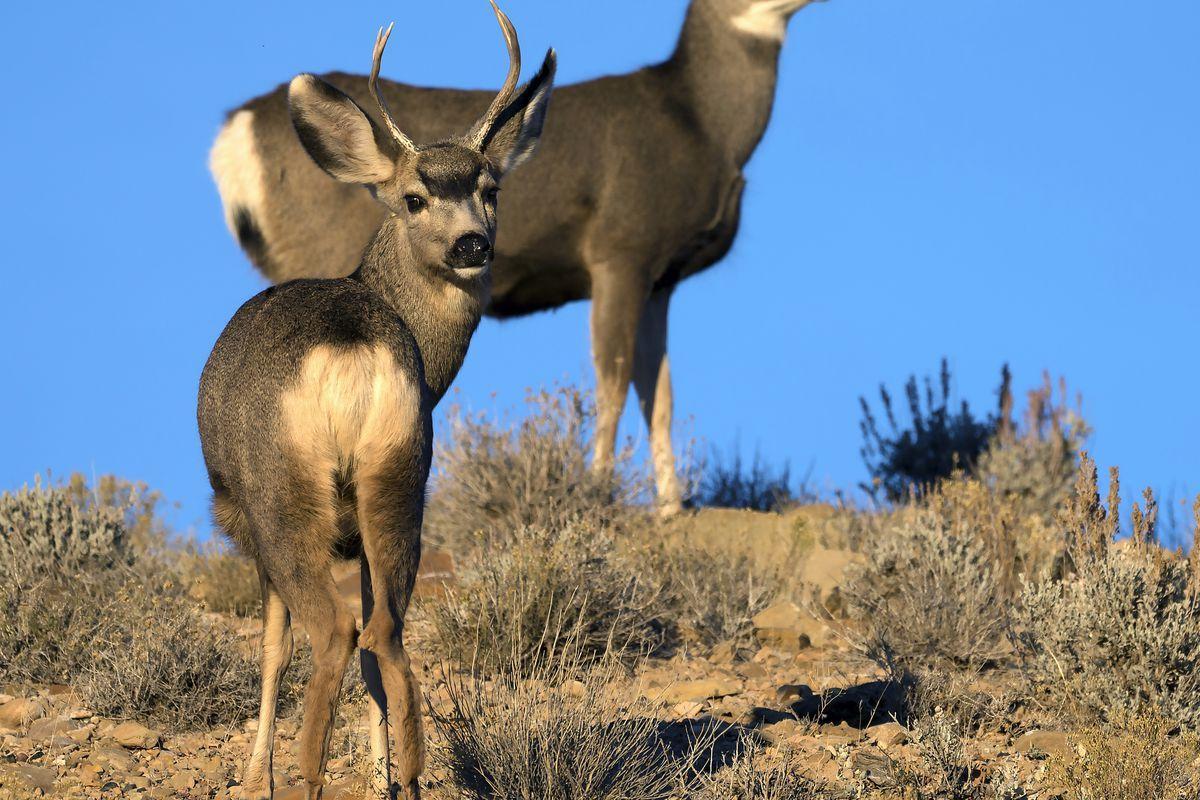 Mule Deer Wallpapers - Top Free Mule Deer Backgrounds - WallpaperAccess