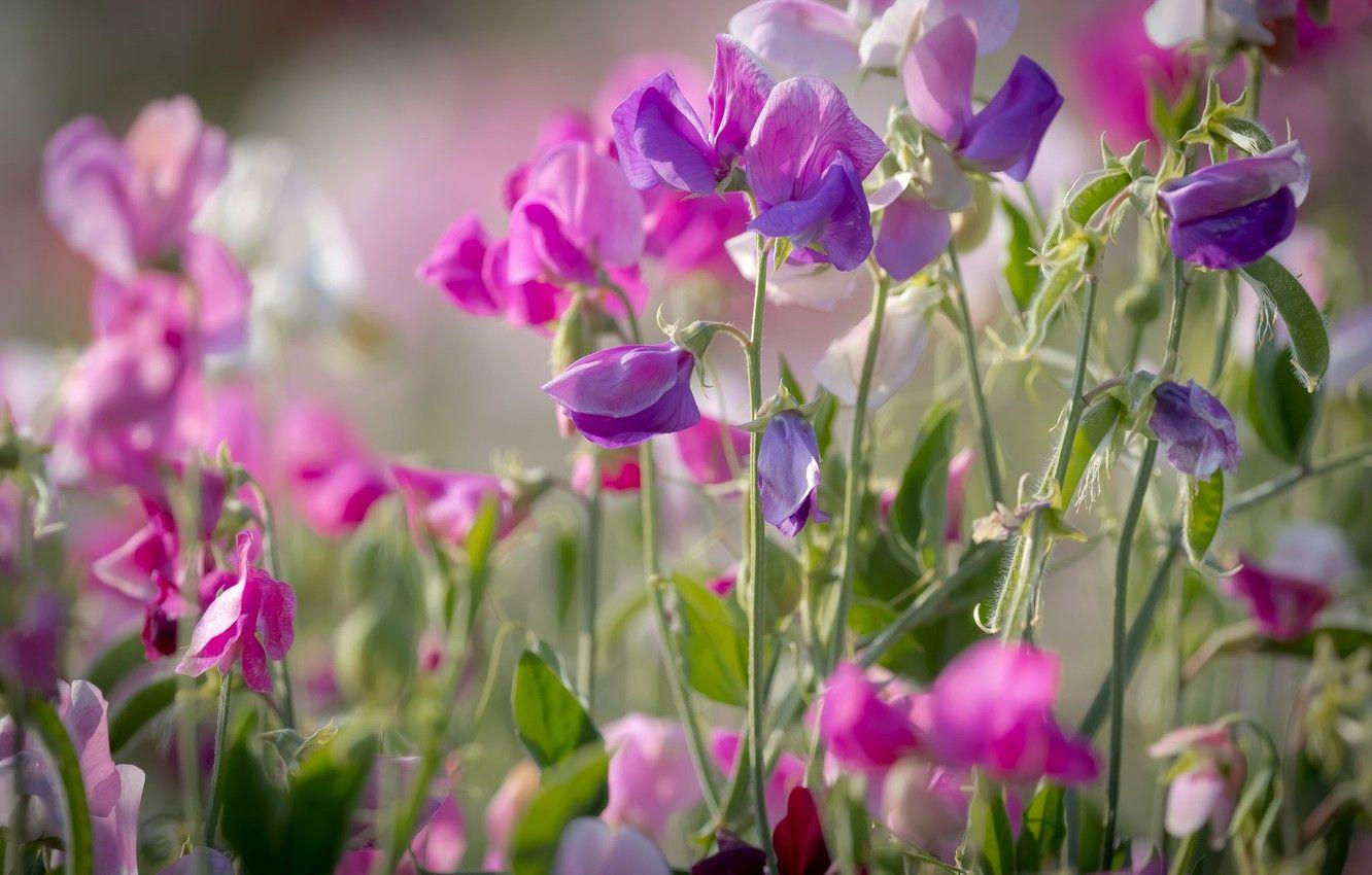 Sweet Pea Wallpapers - Top Free Sweet Pea Backgrounds - WallpaperAccess