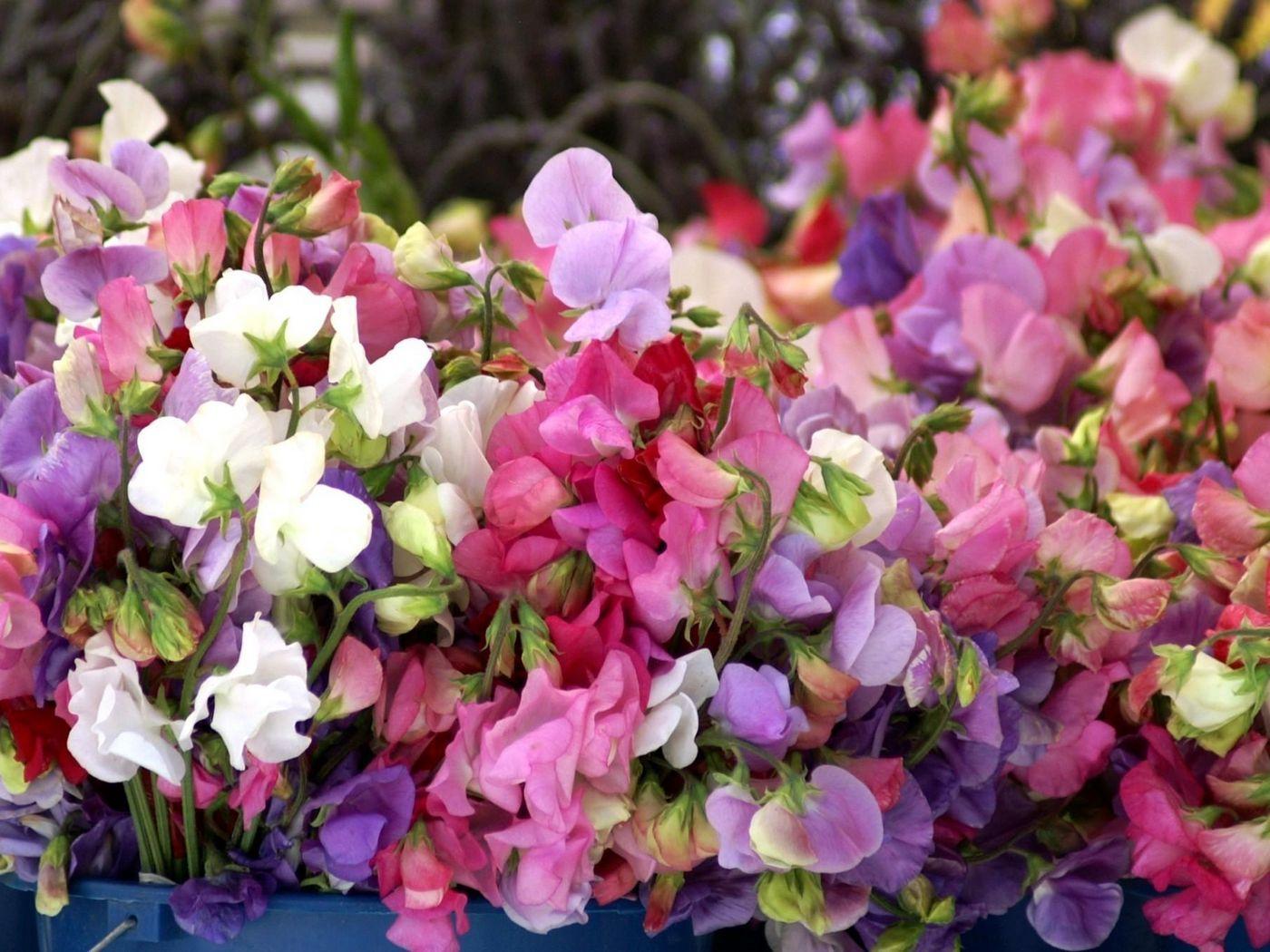 Sweet Pea Wallpapers - Top Free Sweet Pea Backgrounds - WallpaperAccess