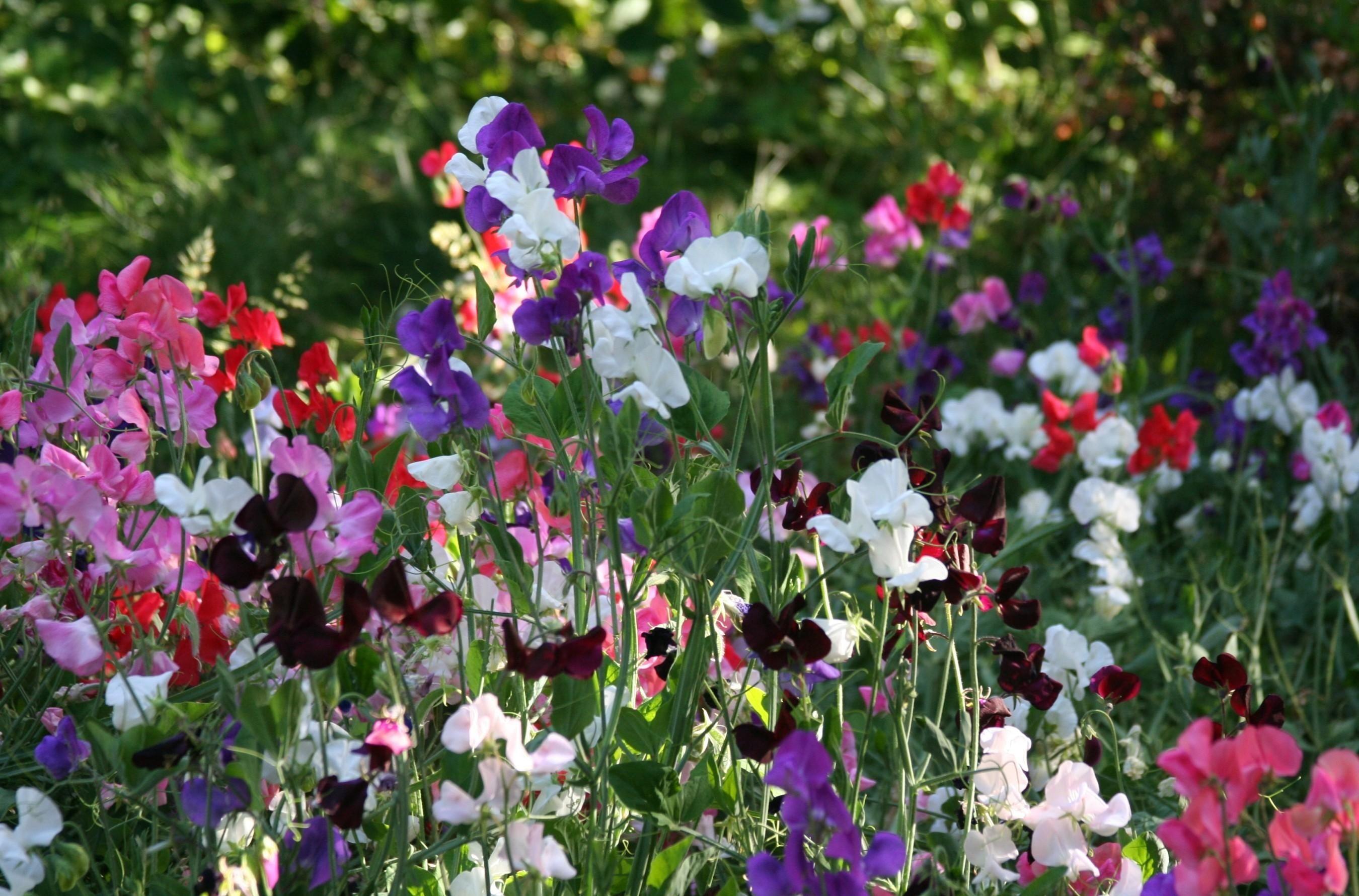 Sweet Pea Wallpapers - Top Free Sweet Pea Backgrounds - WallpaperAccess