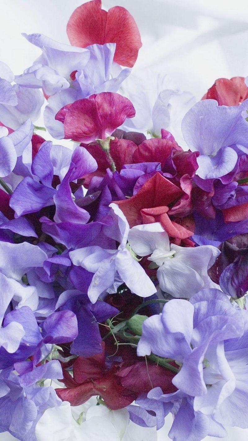 Sweet Pea Wallpapers - Top Free Sweet Pea Backgrounds - WallpaperAccess