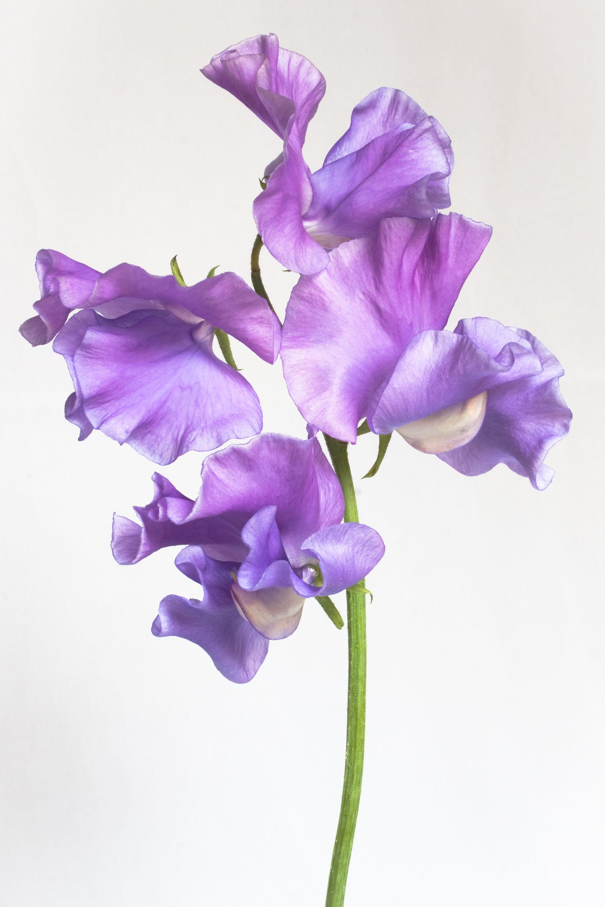 Sweet Pea Wallpapers - Top Free Sweet Pea Backgrounds - WallpaperAccess