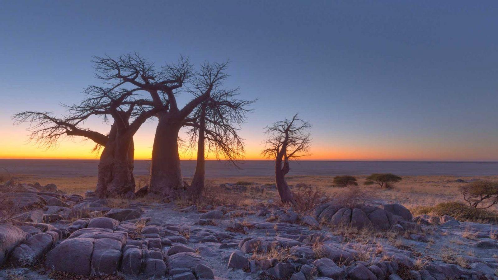Botswana Wallpapers - Top Free Botswana Backgrounds - WallpaperAccess