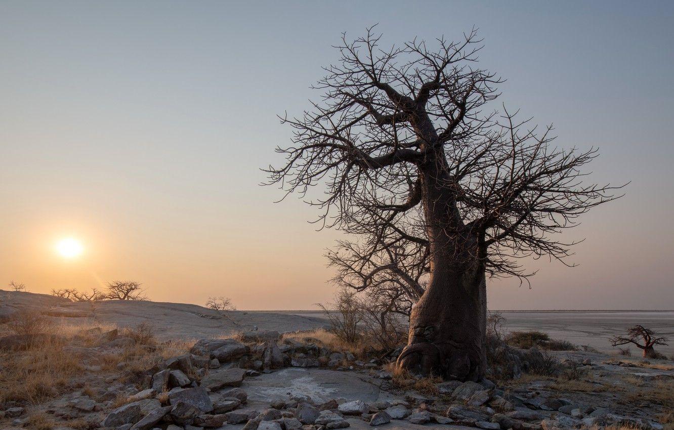 Botswana Wallpapers - Top Free Botswana Backgrounds - WallpaperAccess