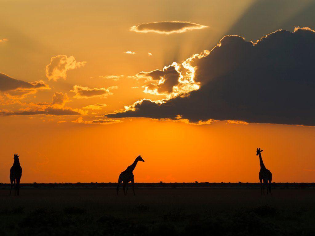 Botswana Wallpapers - Top Free Botswana Backgrounds - WallpaperAccess