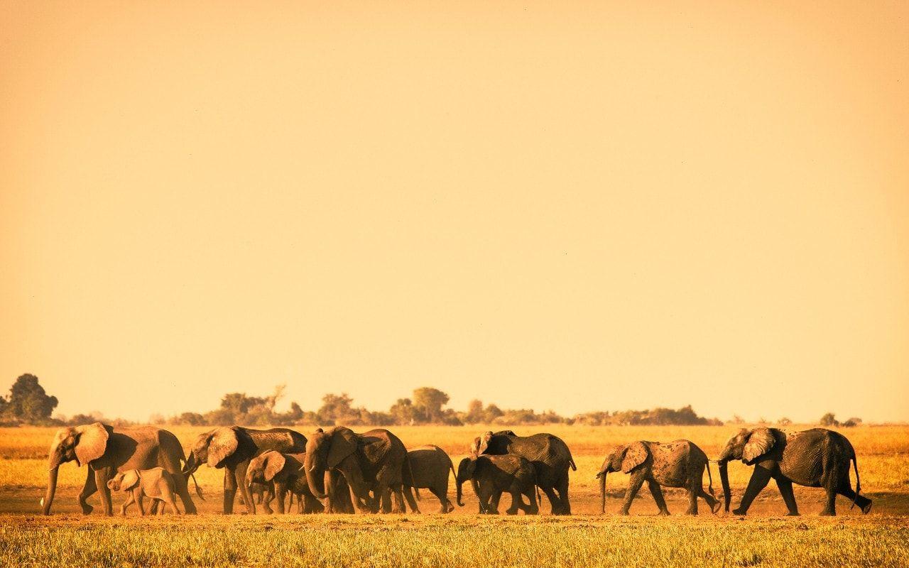 Botswana Wallpapers - Top Free Botswana Backgrounds - WallpaperAccess